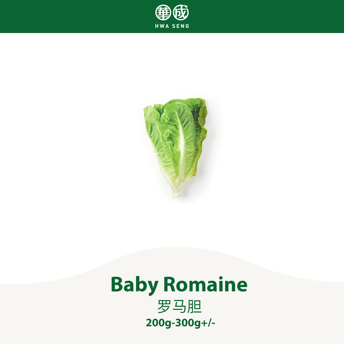 Baby Romaine 罗马胆 200g-300g+/- – Hwa Seng Vege Fruits Supplier