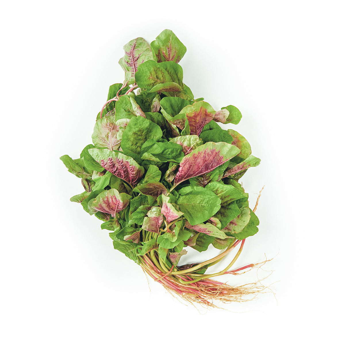 Red Spinach 红苋菜 300g+/- – Hwa Seng Vege Fruits Supplier